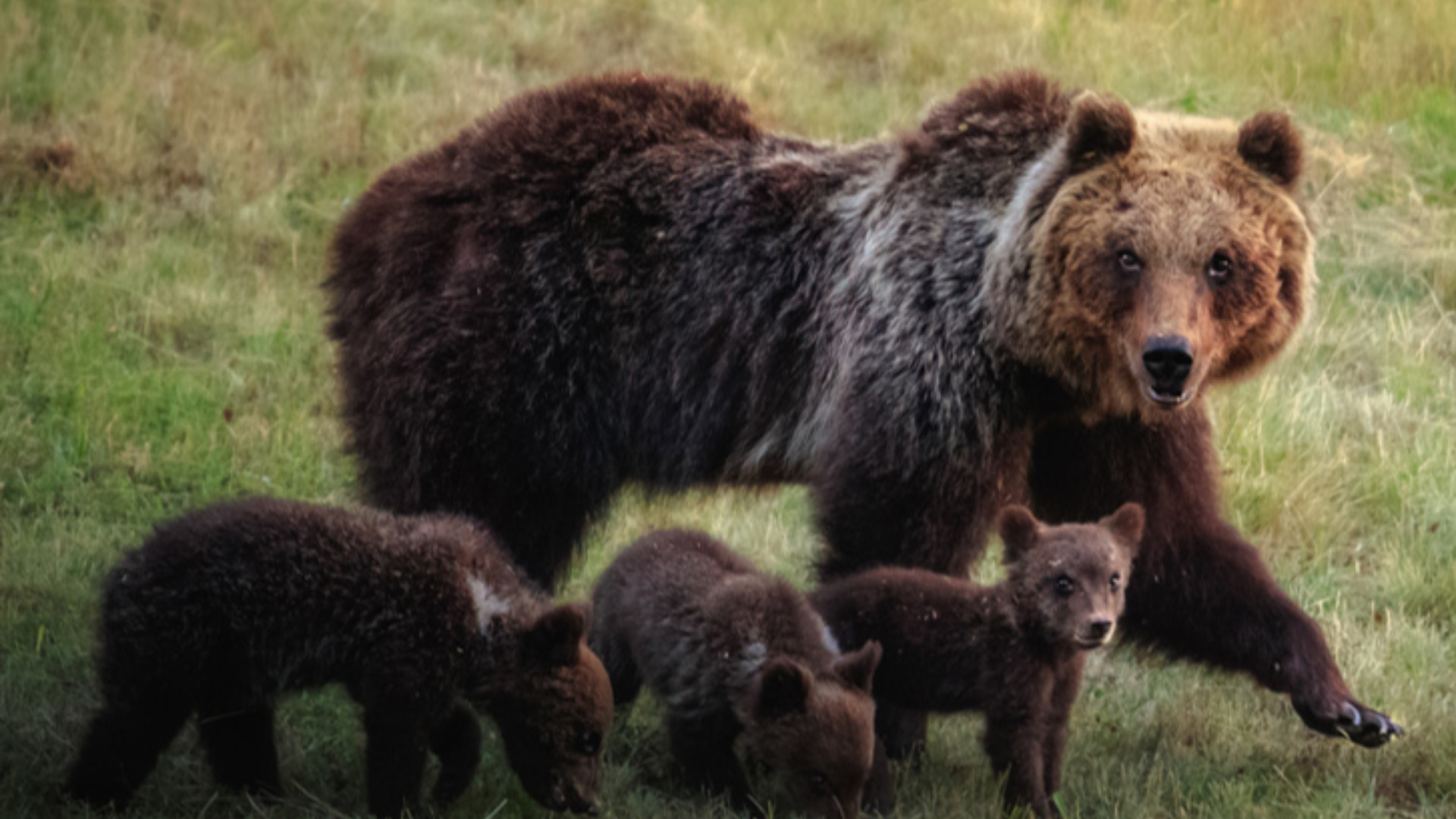 Orsa Amarena uccisa, via al processo: le accuse verso il 58enne che ...